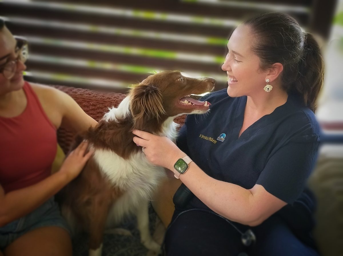 About our Behaviour Vet: Dr Jessica Pickett - Synergy Veterinary ...