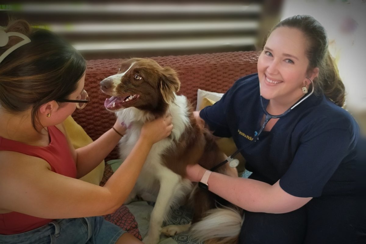 What to expect during a veterinary behaviour consultation - Synergy ...